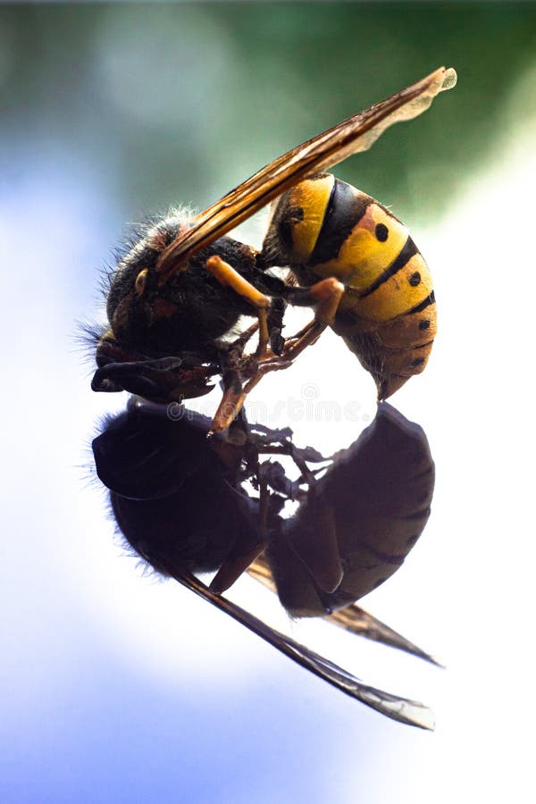 Honey Bee with Reflection in the Mirror Stock Image - Image of ...