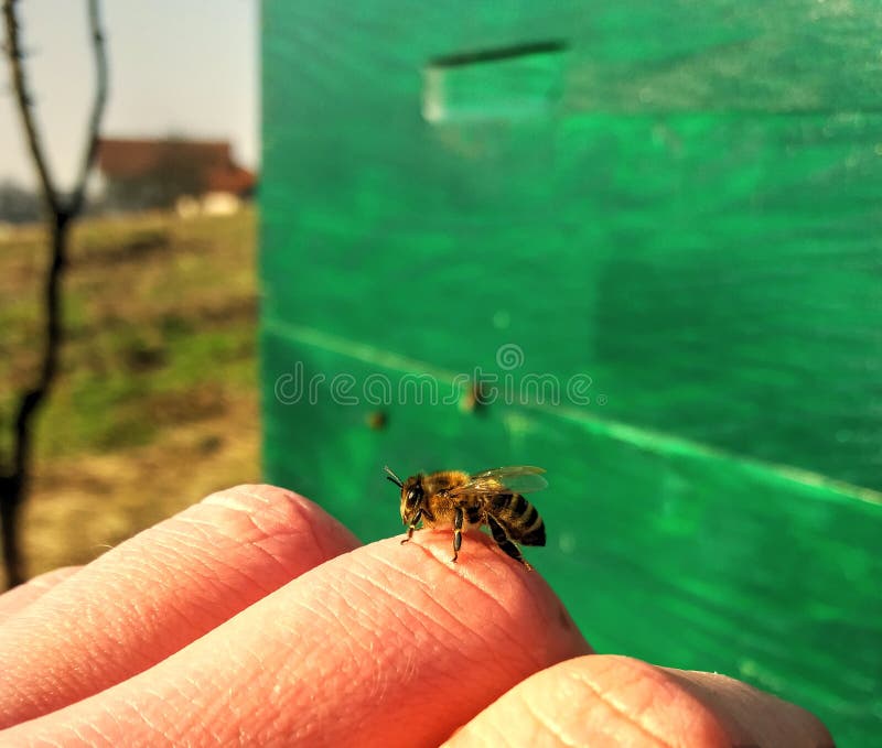 Honey Bee stock image. Image of emblem, food, apis, closeup - 88281649