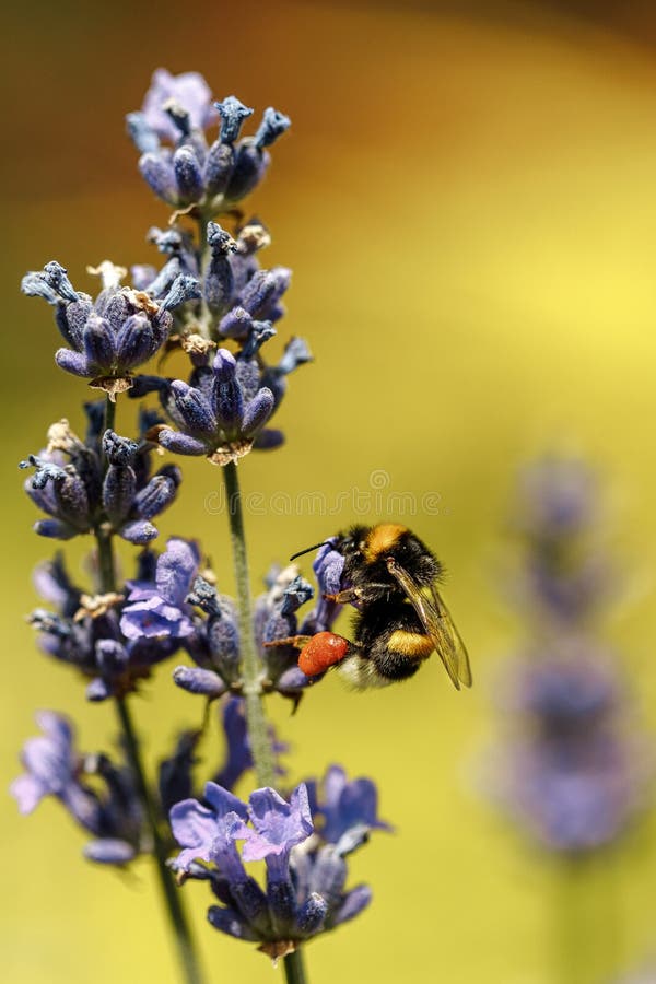 Honey Bee Sitting on Flower Stock Photo - Image of nature, life: 119952086