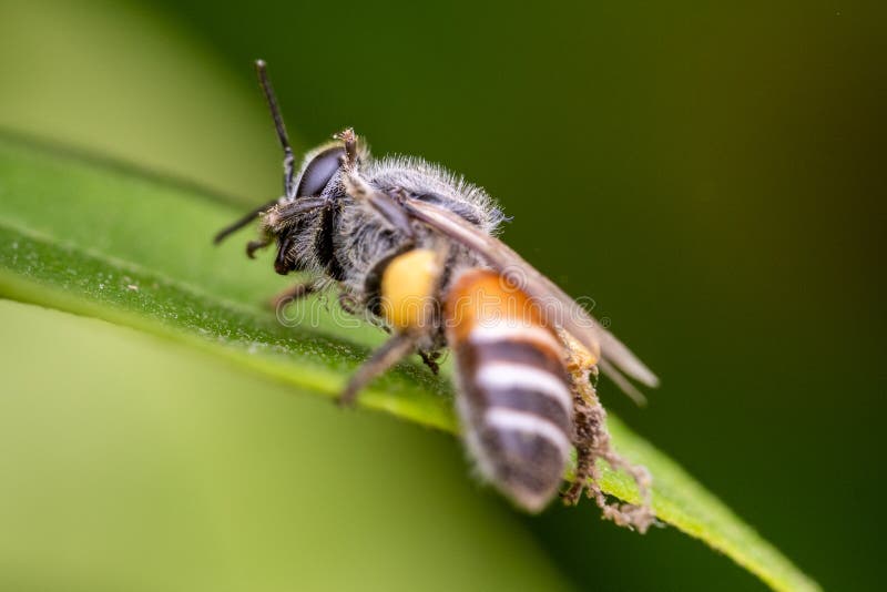 Honey bee sleeping stock image. Image of closeup, bees - 232724625