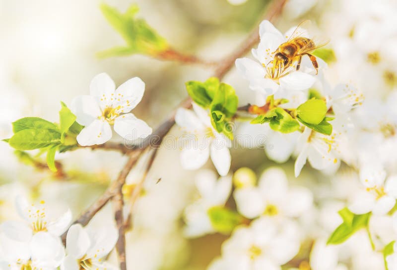 Honey bee Spring scenes stock image. Image of defocus - 135920011