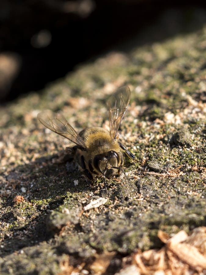 The Honey bee stock image. Image of pollination, white - 270762699