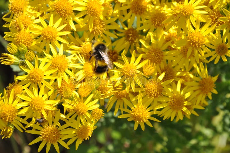 Honey Bee in Summer Yellow Daisy Stock Photo - Image of honey, pollen ...