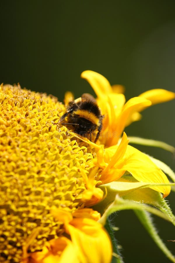 Honey bee on a sunflower stock image. Image of green - 15825437
