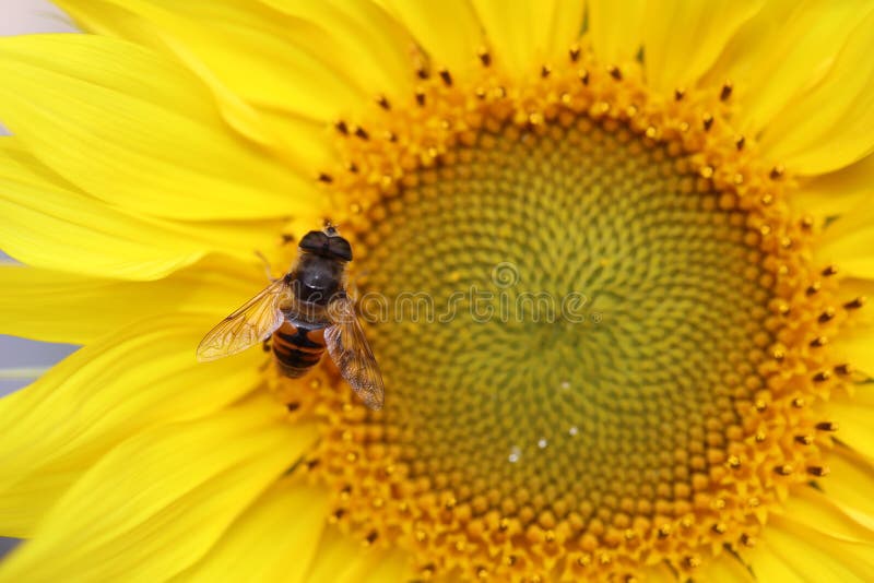 Honey Bee on Sunflower stock image. Image of family, arthropod - 77697769