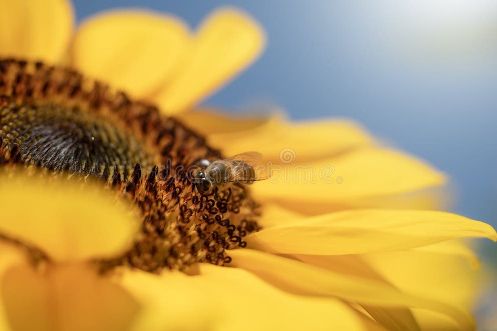 Honey Bee with Sunflower in the Nature. Stock Photo - Image of green ...
