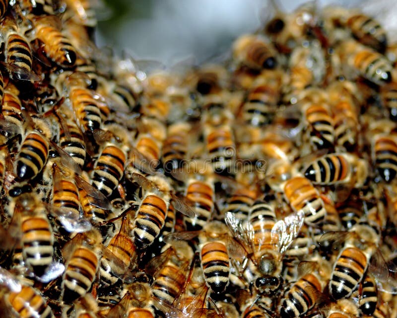 Honey bee Swarm stock image. Image of wings, group, spring - 458967