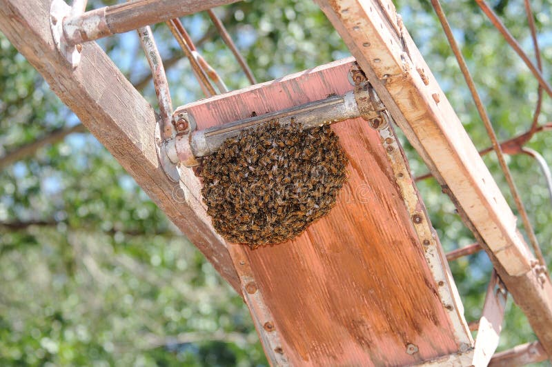 Bee swarm фото