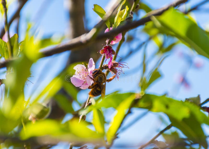 Honey Bee is Swarming a Beautiful Flower. Stock Photo - Image of ...