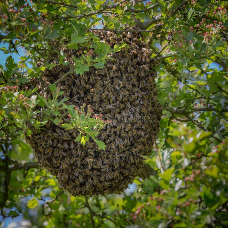 Honey Bee Swarming in Large Group Stock Image - Image of animal, food ...