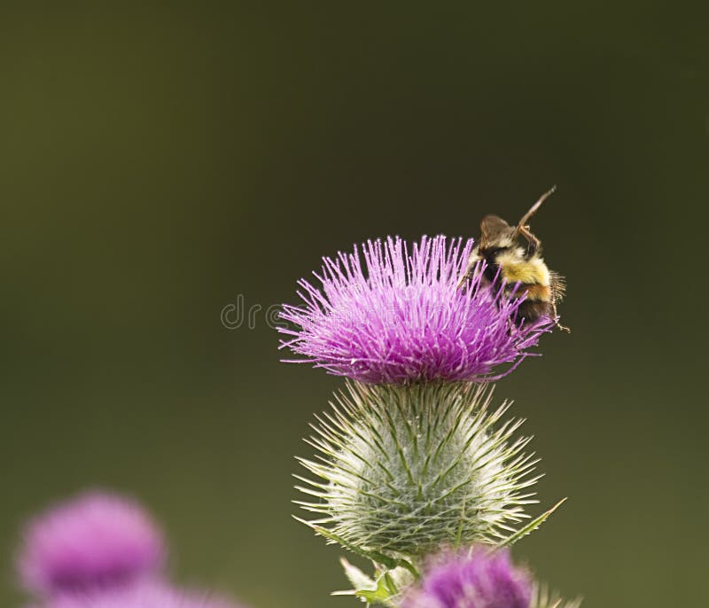 Honey Bee on Thistle stock photo. Image of thistle, summer - 22474532