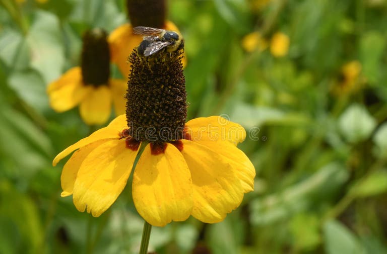 Honey Bee on Top stock image. Image of science, coneflower - 221760811