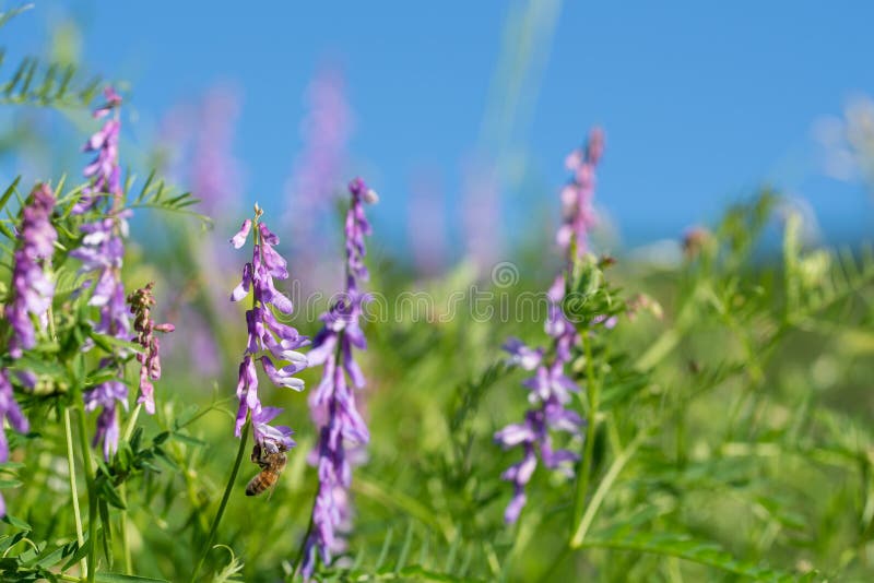 Honey bee on vicia flower stock image. Image of meadow - 121770019