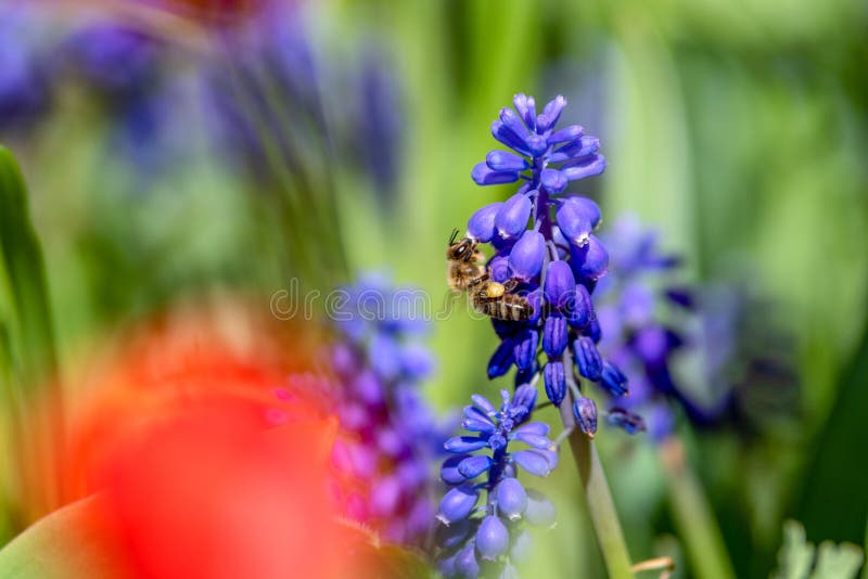 Honey bee on violet flower stock photo. Image of animal - 217895924
