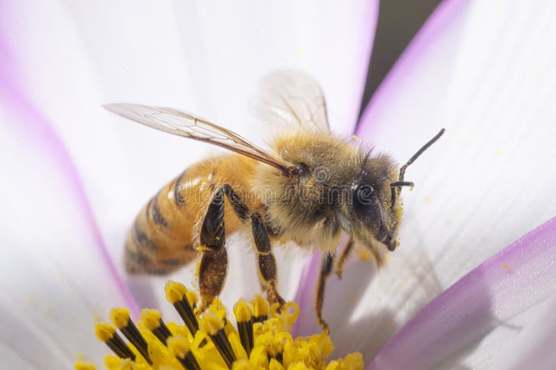Honey Bee on a Violet Flower Stock Image - Image of flower, nature ...