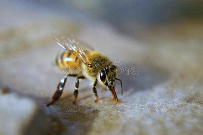 Honey bee on wet sandstone stock photo. Image of sandstone - 42351208