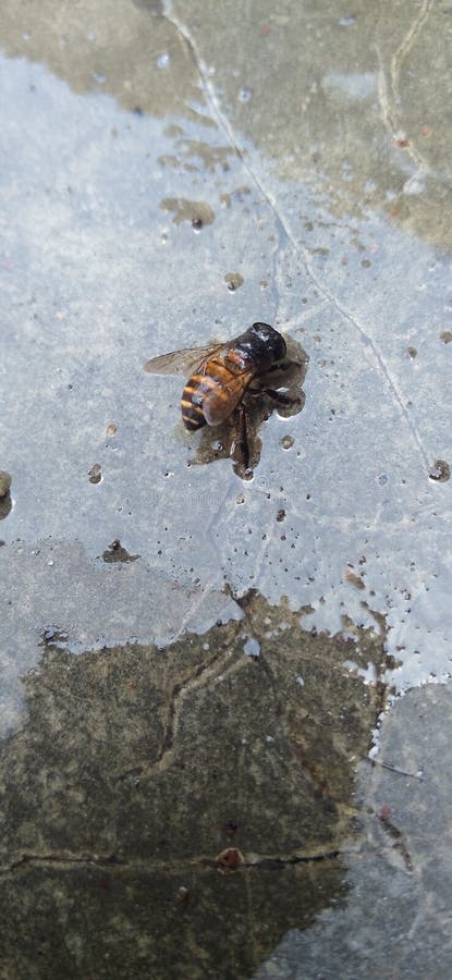 The Honey Bee on the Wet Terrace May Be Thirsty Stock Image - Image of ...
