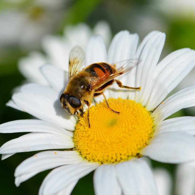 Honey bee on white daisy stock image. Image of flower - 84481367