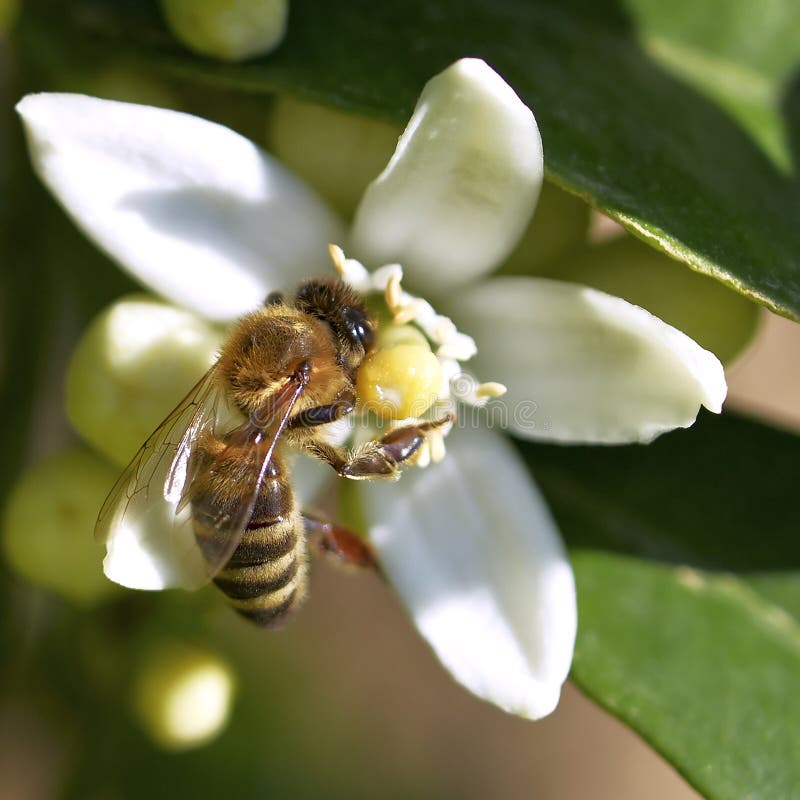 Honey bee on white flower stock photo. Image of macro - 19621446