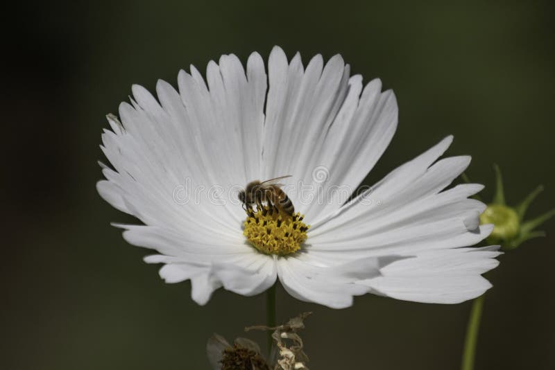 A Honey Bee on a White Flower Stock Image - Image of beauty, landscape ...