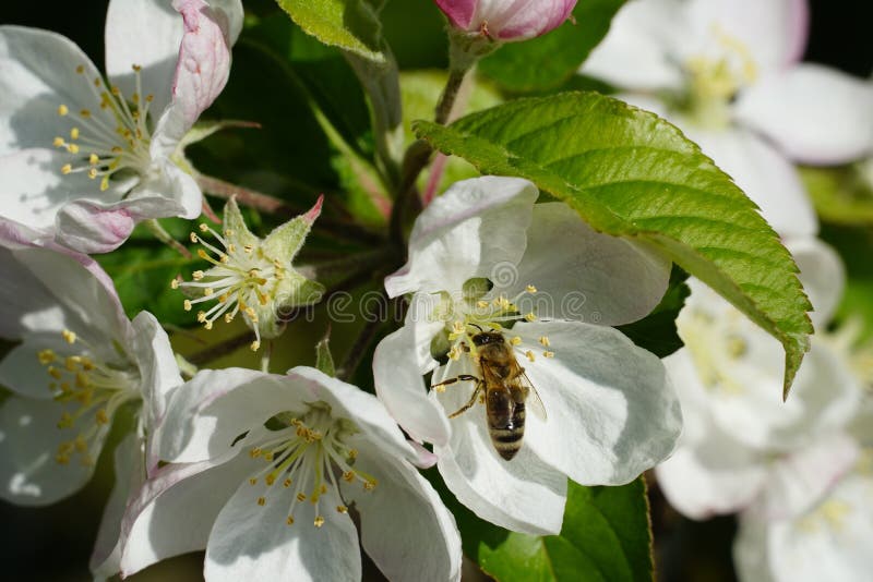 147 Honey Bee Sketch Photos - Free & Royalty-Free Stock Photos from ...