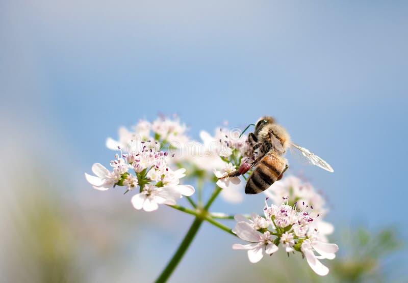 155 Angel Bee Stock Photos - Free & Royalty-Free Stock Photos from ...