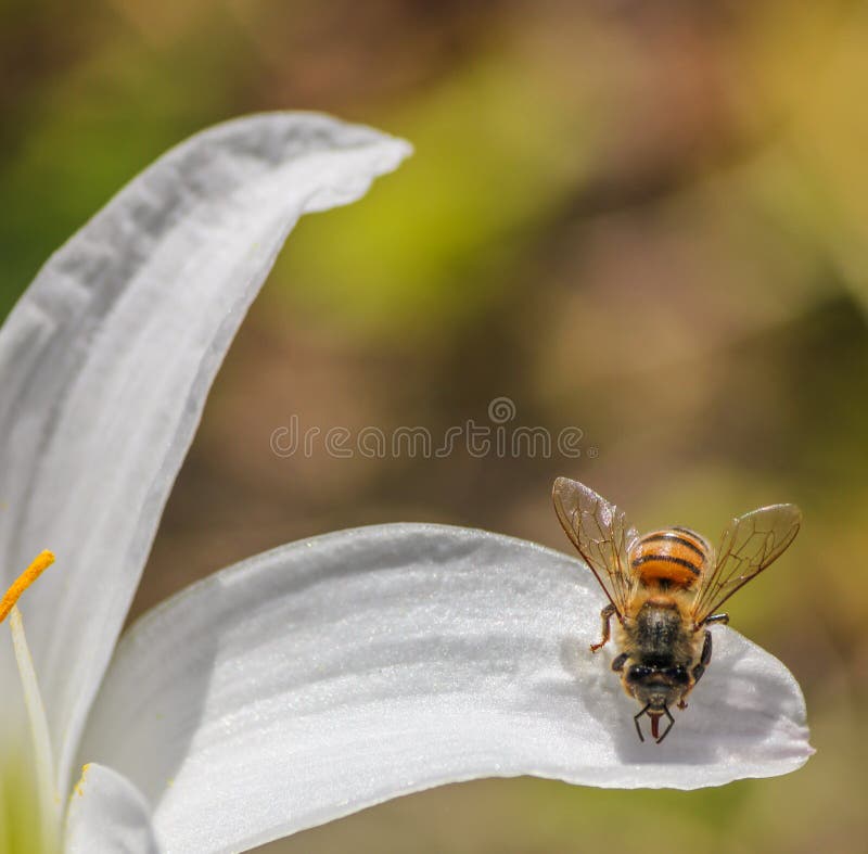 Honey Bee on White Lily stock photo. Image of lily, insects - 45623140