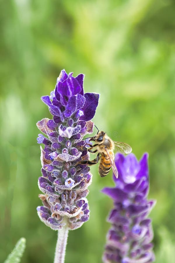 Honey Bee at Work in a Laveder Field. Stock Image - Image of ...