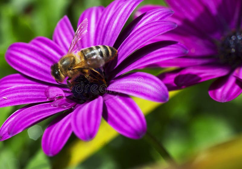 Honey Bee at work stock photo. Image of seasons, spring - 38825774