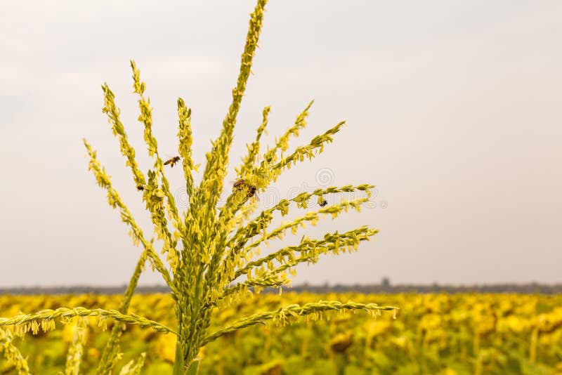 Honey Bee Worker Collecting Pollen from Flower of Corn Stock Image ...