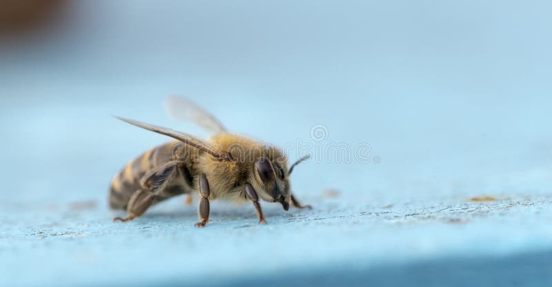 Honey Bee (worker) Just before Flight on a Pollen and Nectar Hunt ...