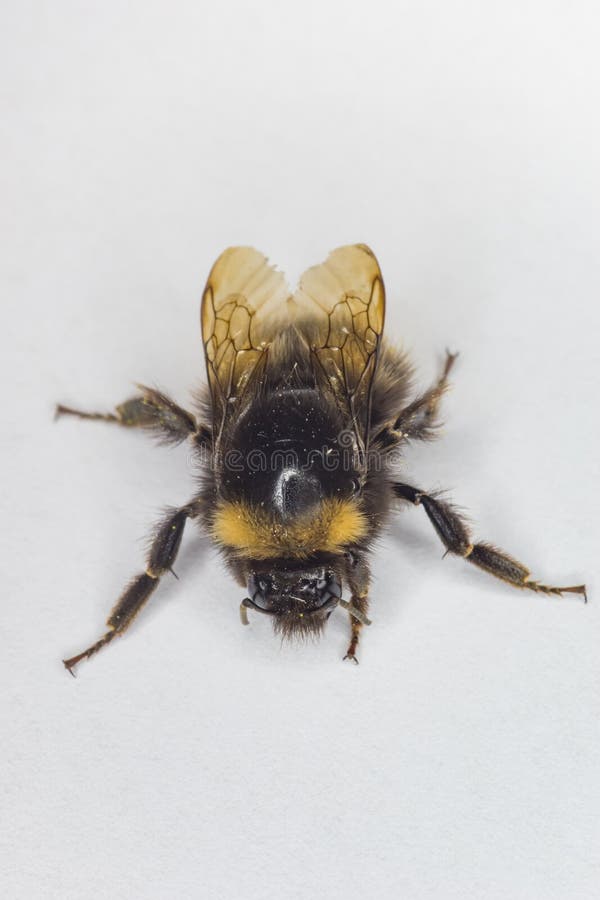 Bumble Bee Isolated Top View Stock Photos - Free & Royalty-Free Stock ...