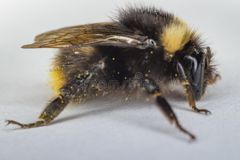Bumble Bee Isolated Top View Stock Photos - Free & Royalty-Free Stock ...