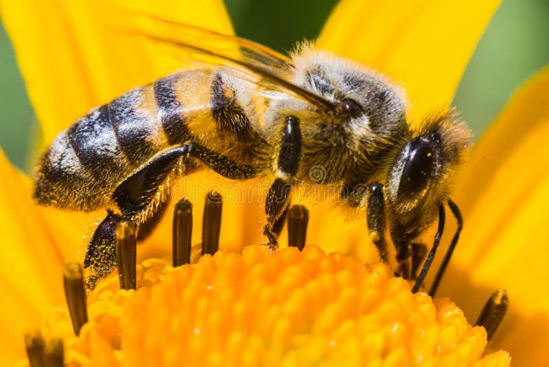 Honey bee stock photo. Image of nature, flowering, yellow - 45886968