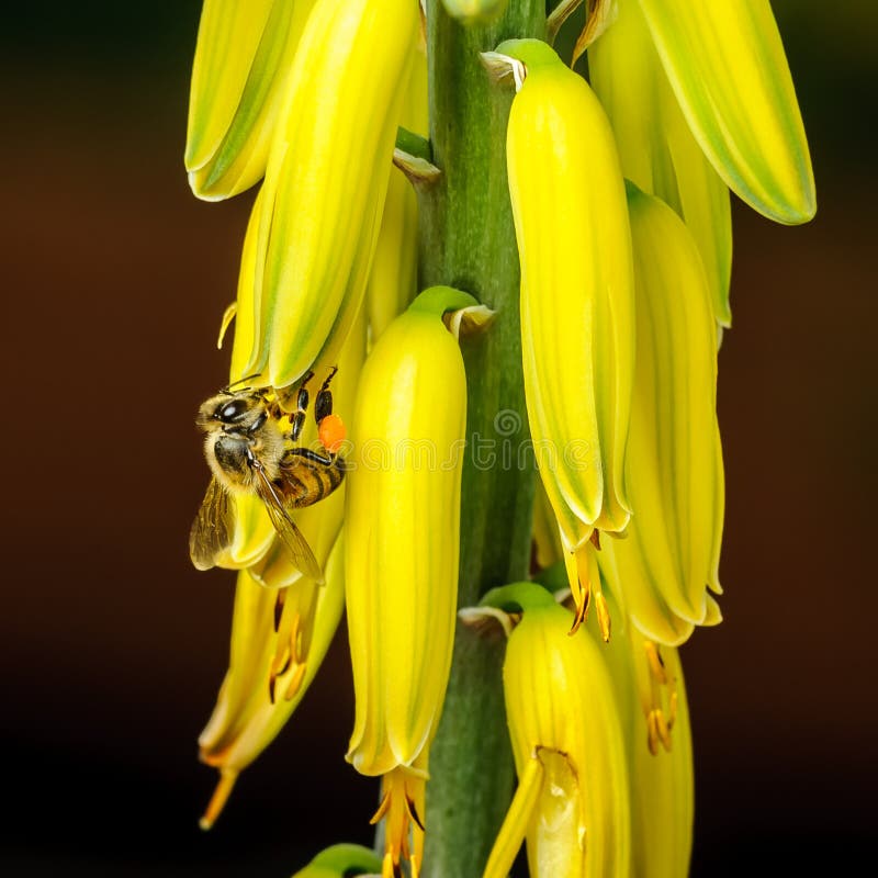 Honey Bee on Yellow Flower stock image. Image of closeup - 54286169