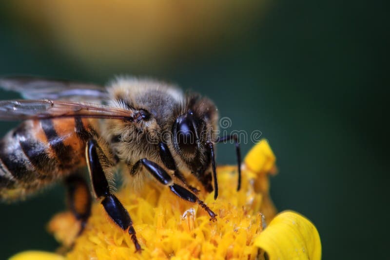 Honey Bee on Yellow Flower stock image. Image of colony - 39107565