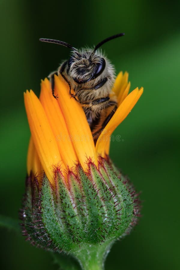 Honey Bee on Yellow Flower stock photo. Image of macro - 39107606