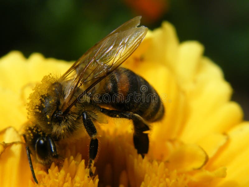 Honey Bee and Flower, Background. Stock Photo - Image of collection ...