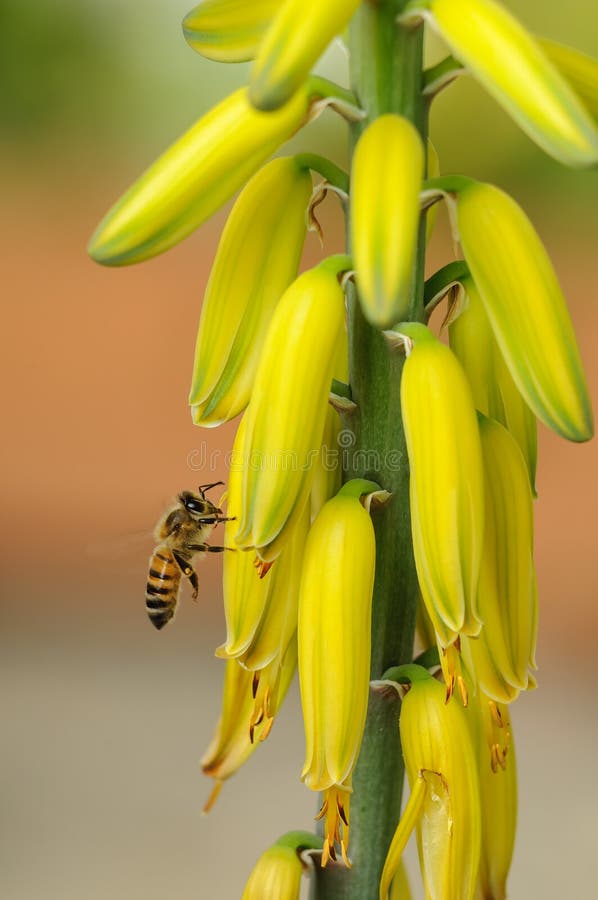 Honey Bee on Yellow Flower stock photo. Image of nectar - 54286120