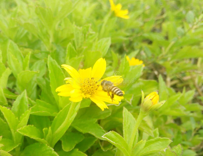 Honey Bee and Yellow Flower Stock Image - Image of honey, flower: 141513801