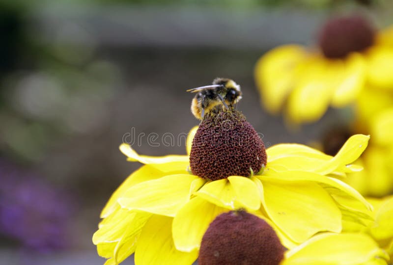 Small Honey Bee on Yellow Flower Stock Image - Image of white ...