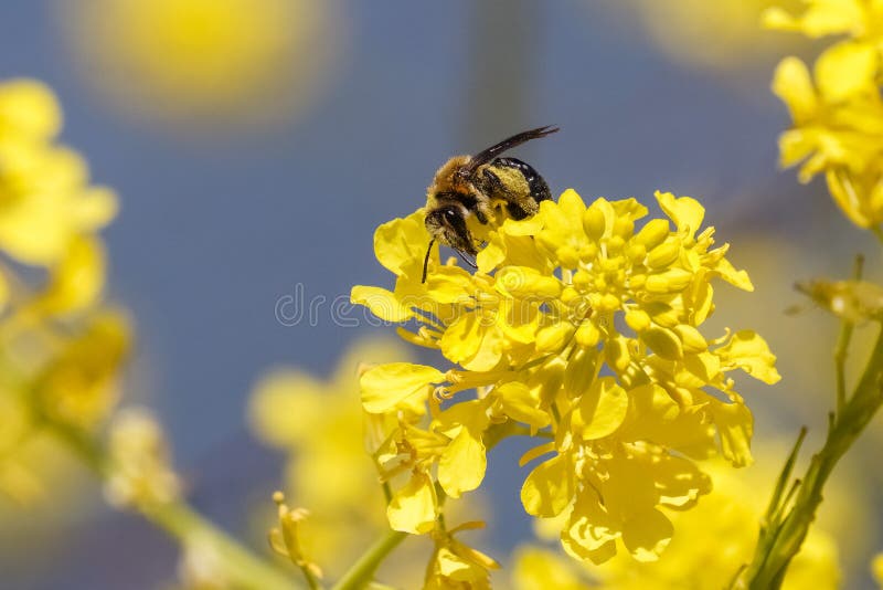 Honey Bee on Yellow Green Mustard Flower Stock Photo - Image of flower ...