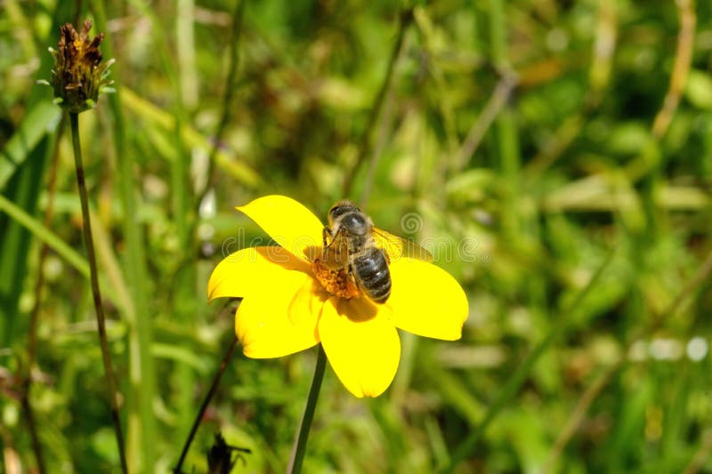 Honey Bee on a Yellow Wildflower Stock Photo - Image of cotacachi ...