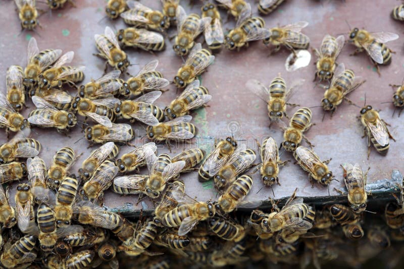 Honey Bees Packing Pollen stock photo. Image of honeybee - 5058726