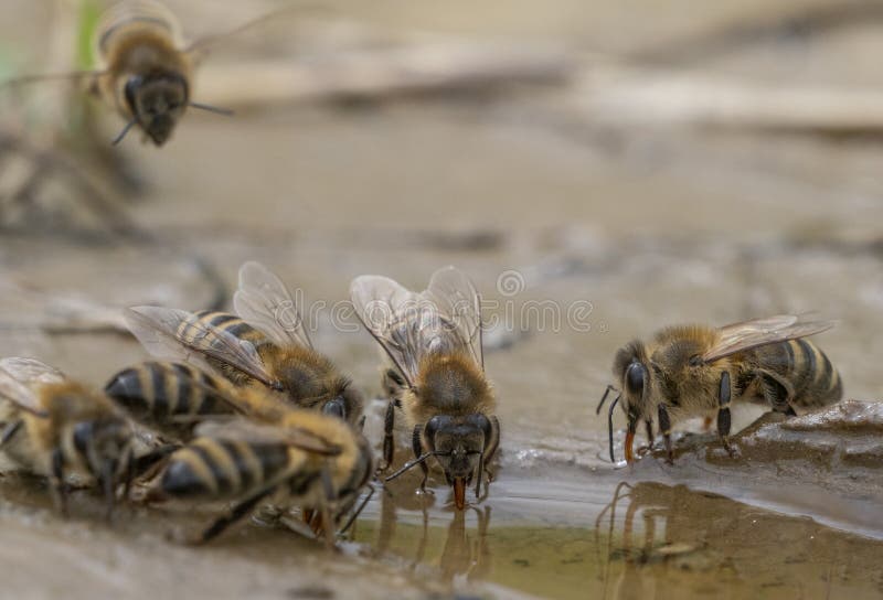 Honey Bees, Apis Mellifera Close Up Drinking Water Stock Photo - Image ...