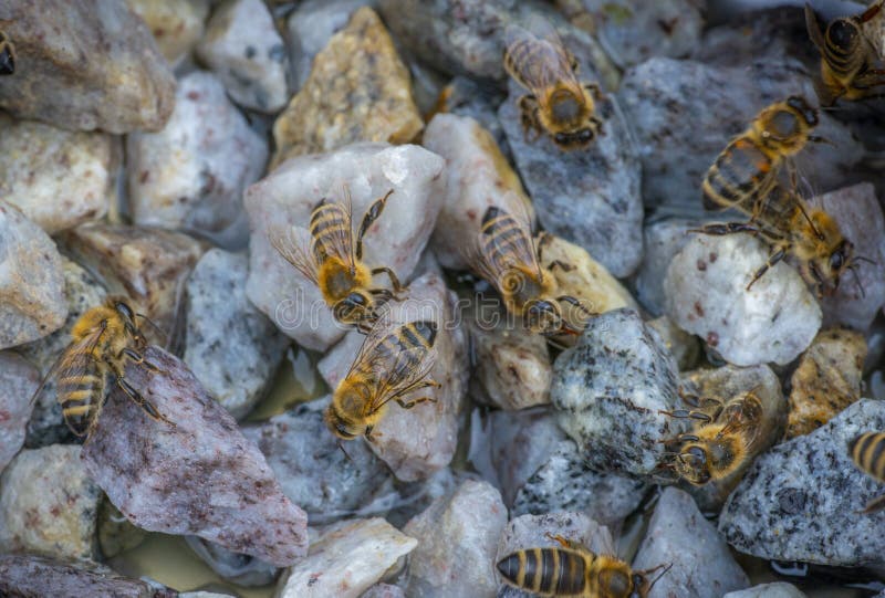 Honey Bees, Apis Mellifera Drinking Water from a Stream Stock Photo ...