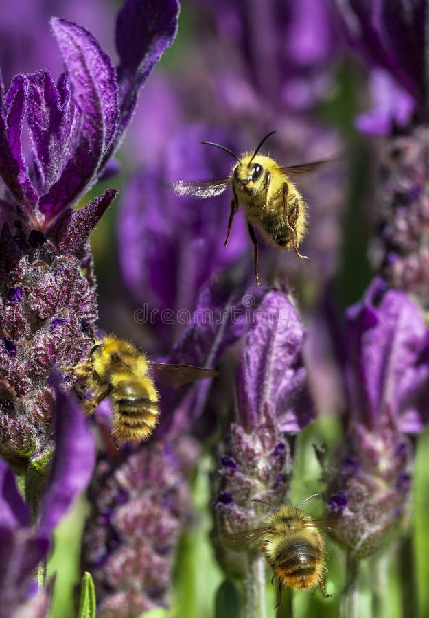 Honey Bees Apis in Papillon Lavender Stock Photo - Image of gould, apis ...