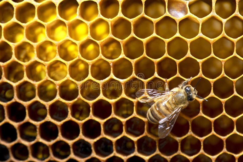 Honey Bees on Bee Hive in Thailand and Southeast Asia. Stock Photo ...