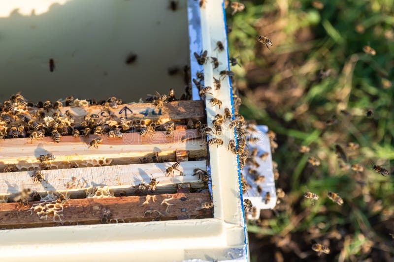 Honey Bees in a Beehive Filled with Delicious Honey on Frames Made of ...