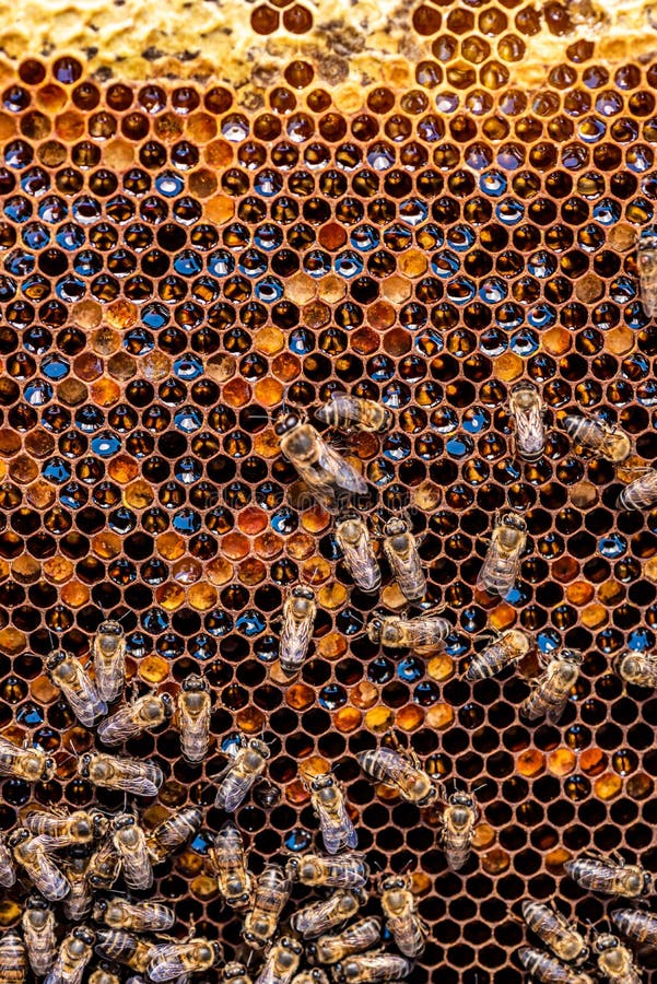 Honey bees in a beehive stock illustration. Illustration of pollination ... Honey bees in a beehive stock illustration. Illustration of pollination ...